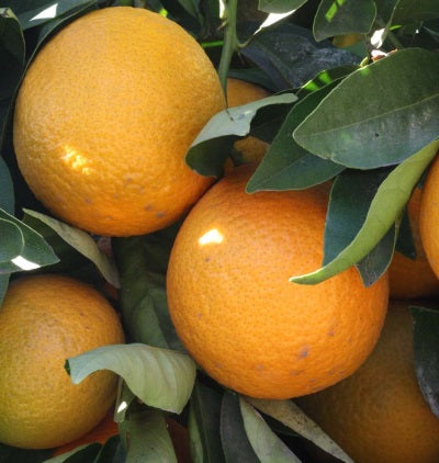 Clementine oil: Benefits, Uses & Origins | Red Flower