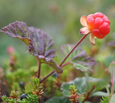cloudberry seed oil – red flower