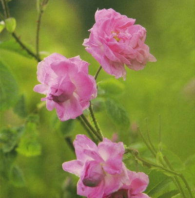 whole damask rose essential oil – red flower