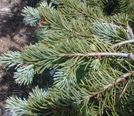 Douglas fir needle oil: Benefits, Uses & Origins | Red Flower