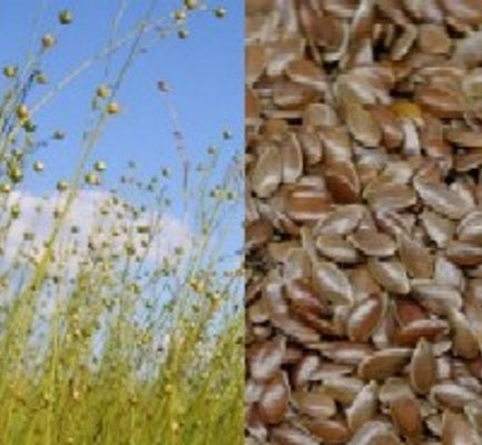 Flax seed extract: Benefits, Uses & Origins | Red Flower