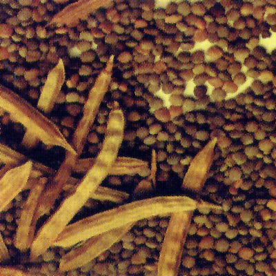 guar gum – red flower