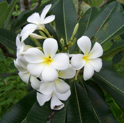 monoi oil – red flower