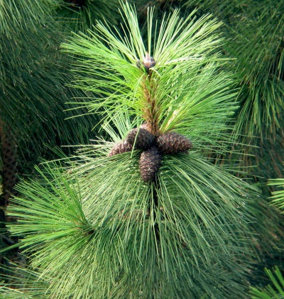 Pine oil: Benefits, Uses & Origins | Red Flower
