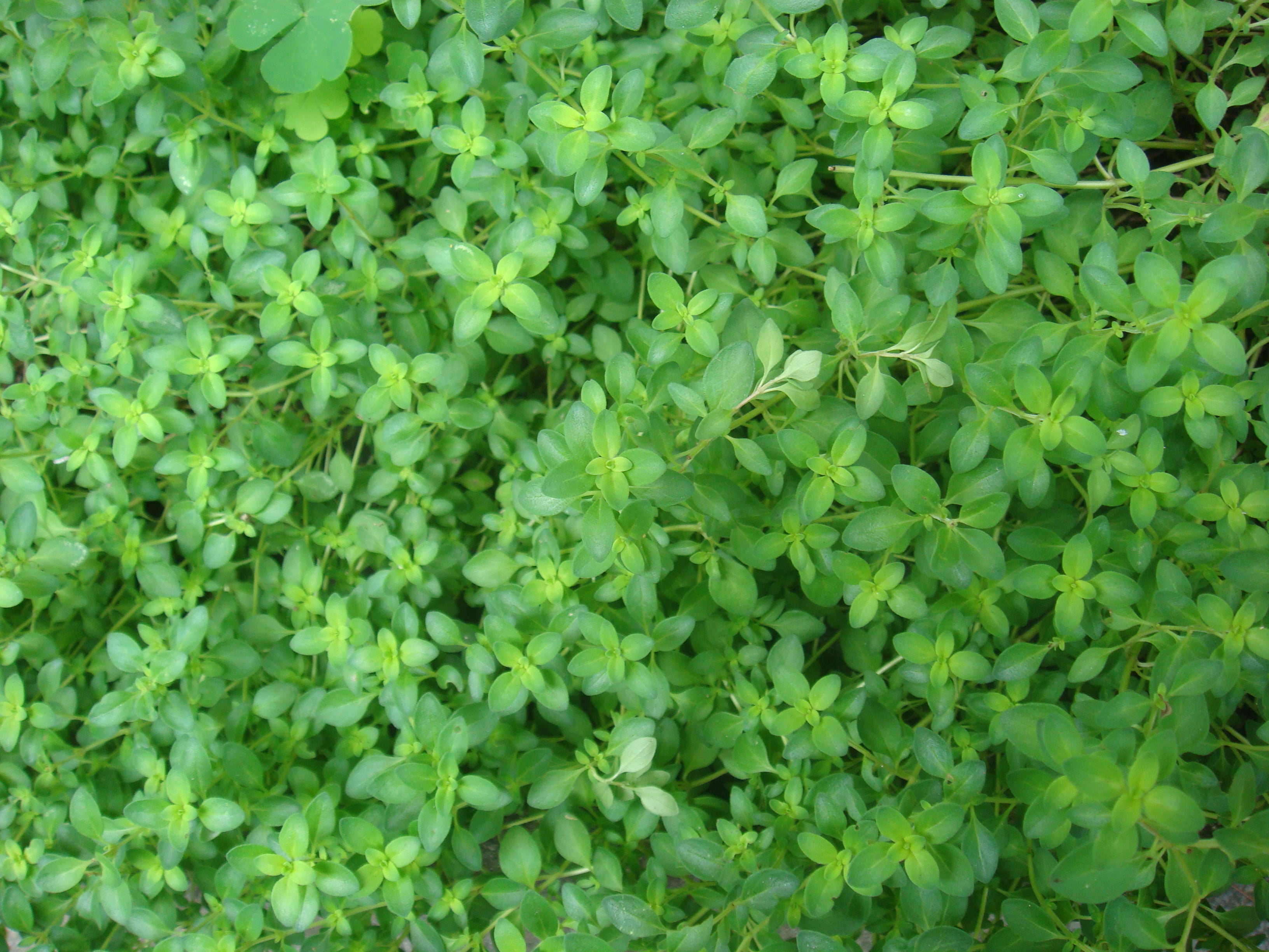 Thyme borneol oil: Benefits, Uses & Origins | Red Flower