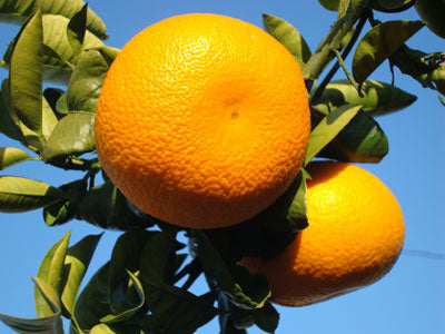 Yuzu oil: Benefits, Uses & Origins | Red Flower