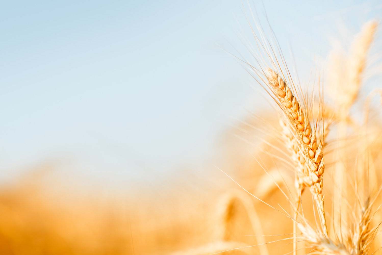 salt hay – red flower